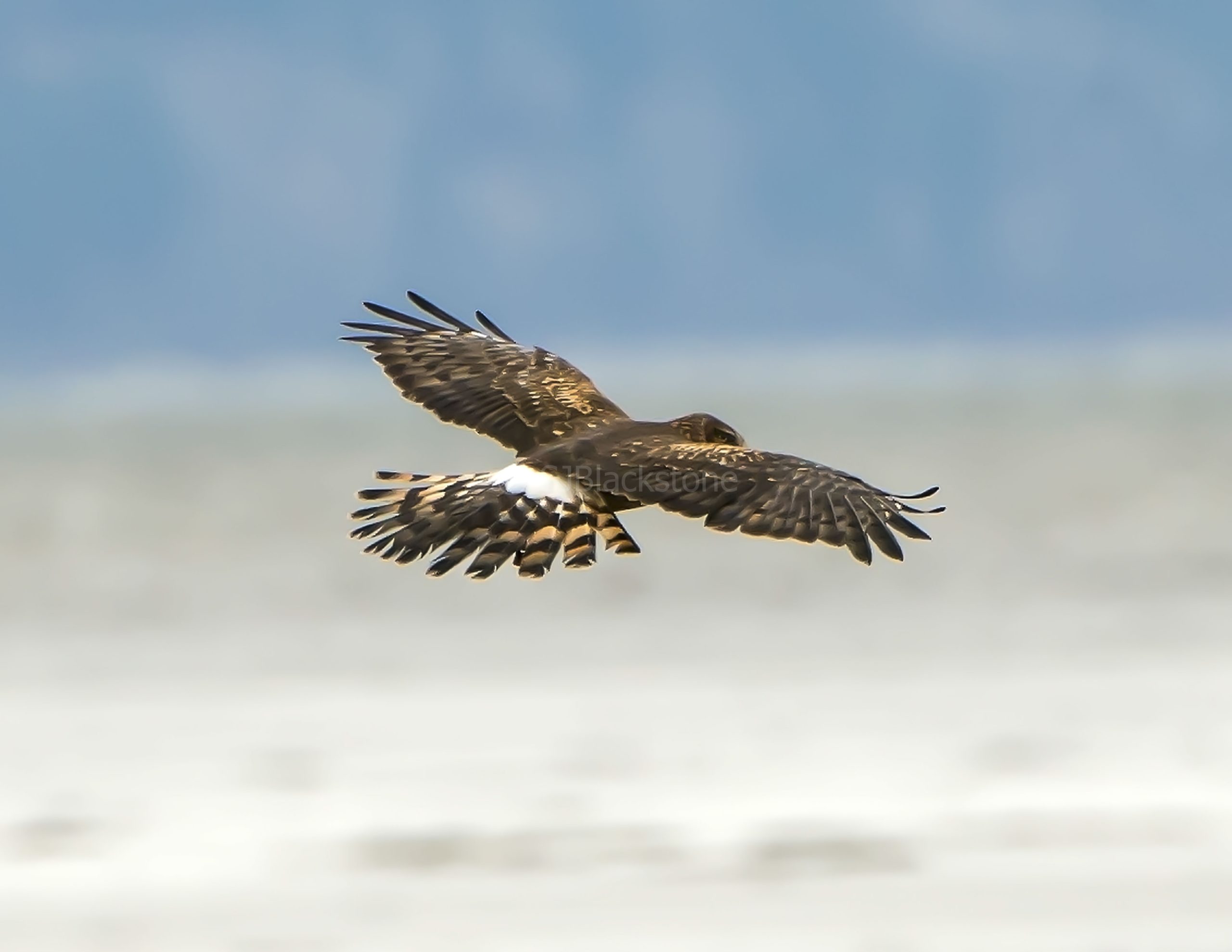 Female Northern Harrier – Wings and Feathers