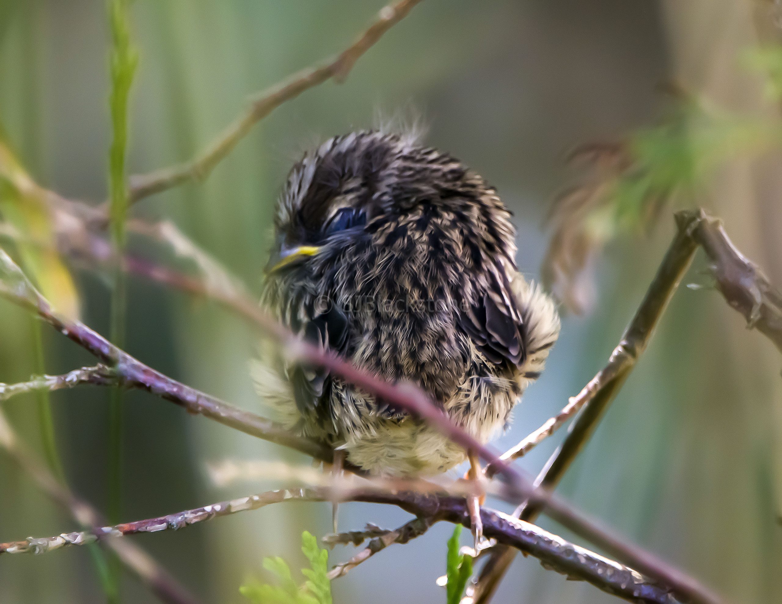 Fledgling White-Crowned Sparrow – Wings and Feathers