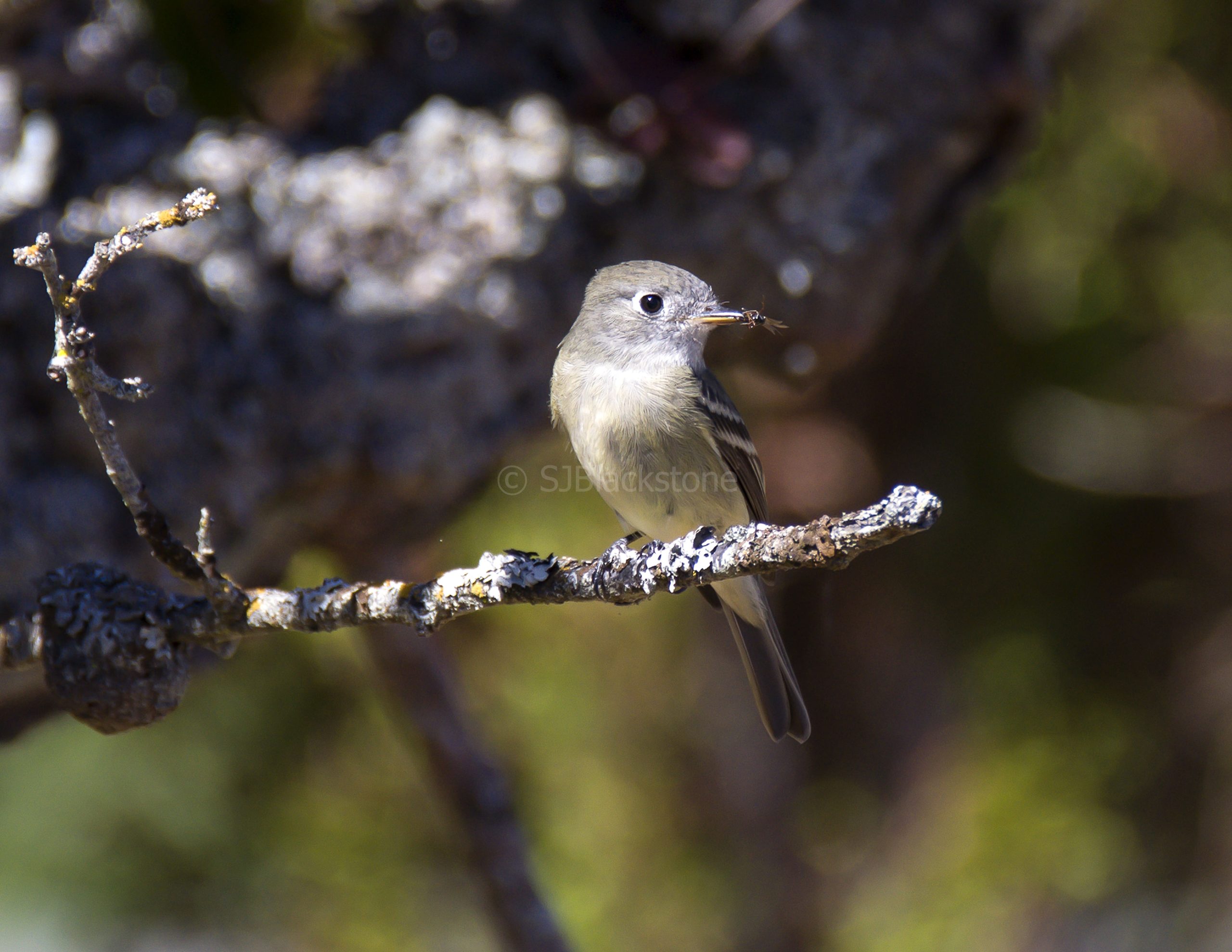 Hammond’s Flycatcher – Wings and Feathers