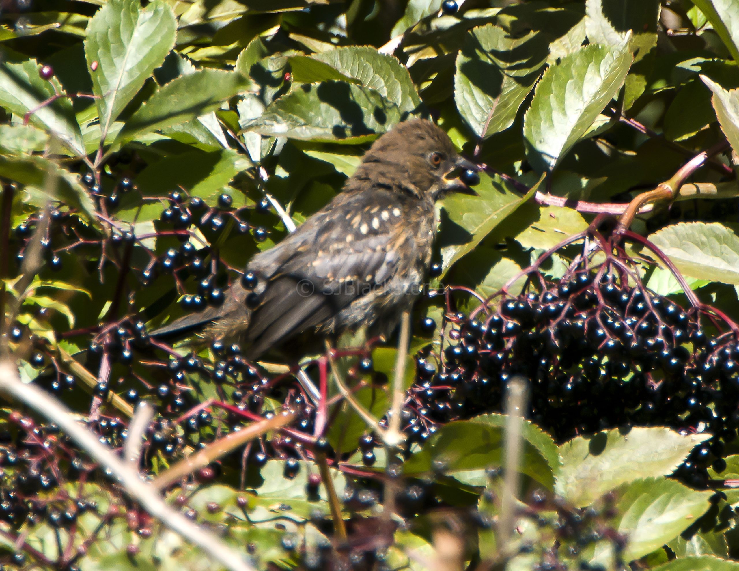 Juvenile Towhee – Wings and Feathers
