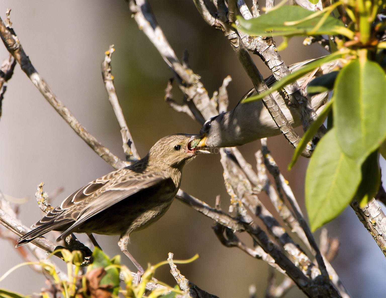 White-Crowned Sparrow Fledgling Gets a Worm – Wings and Feathers
