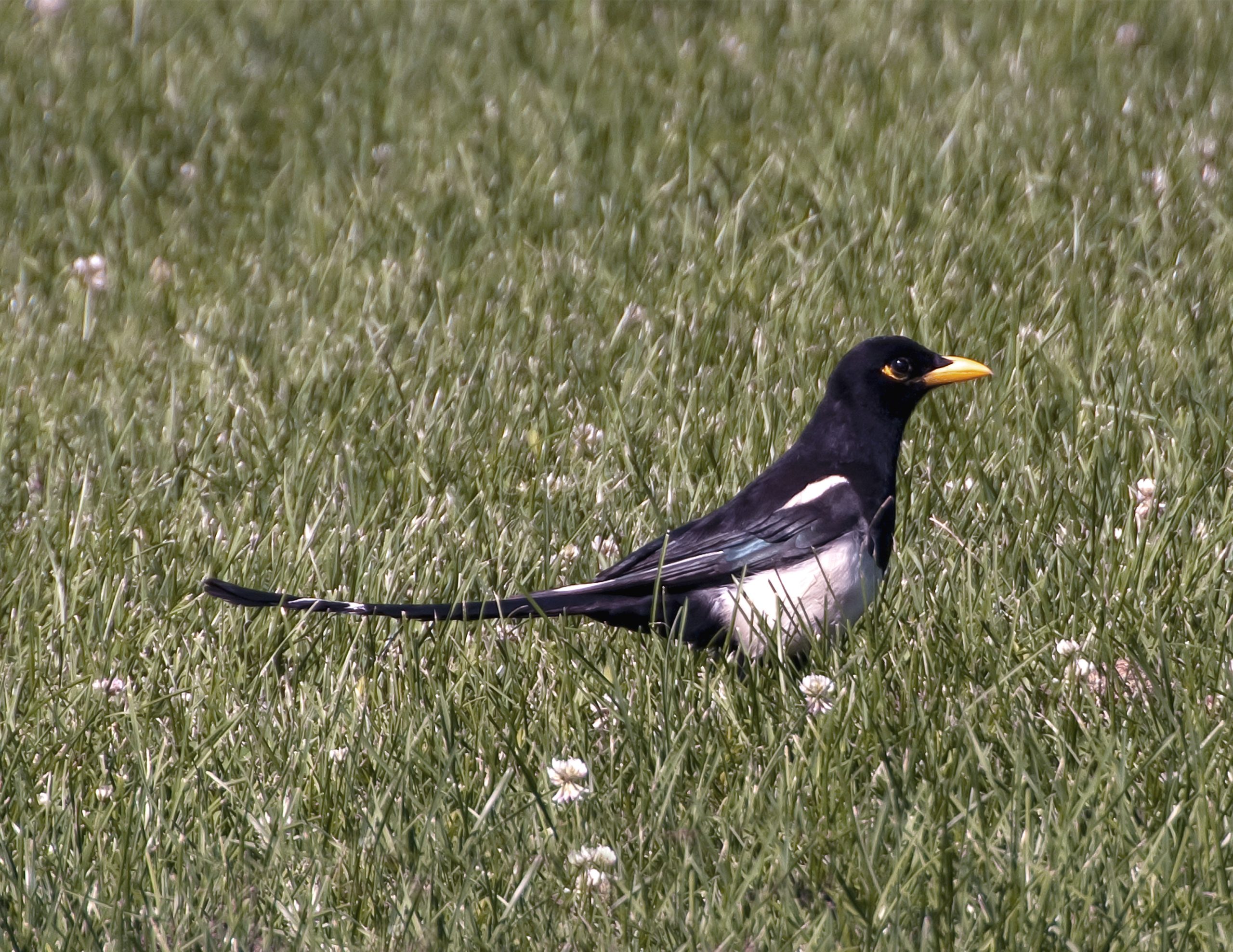 Yellow Billed Magpie – Wings and Feathers
