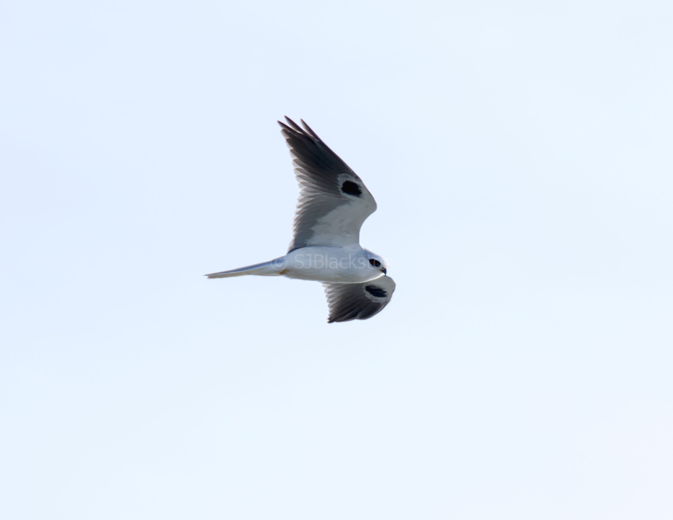 White-Tailed Kite 3 – Wings and Feathers