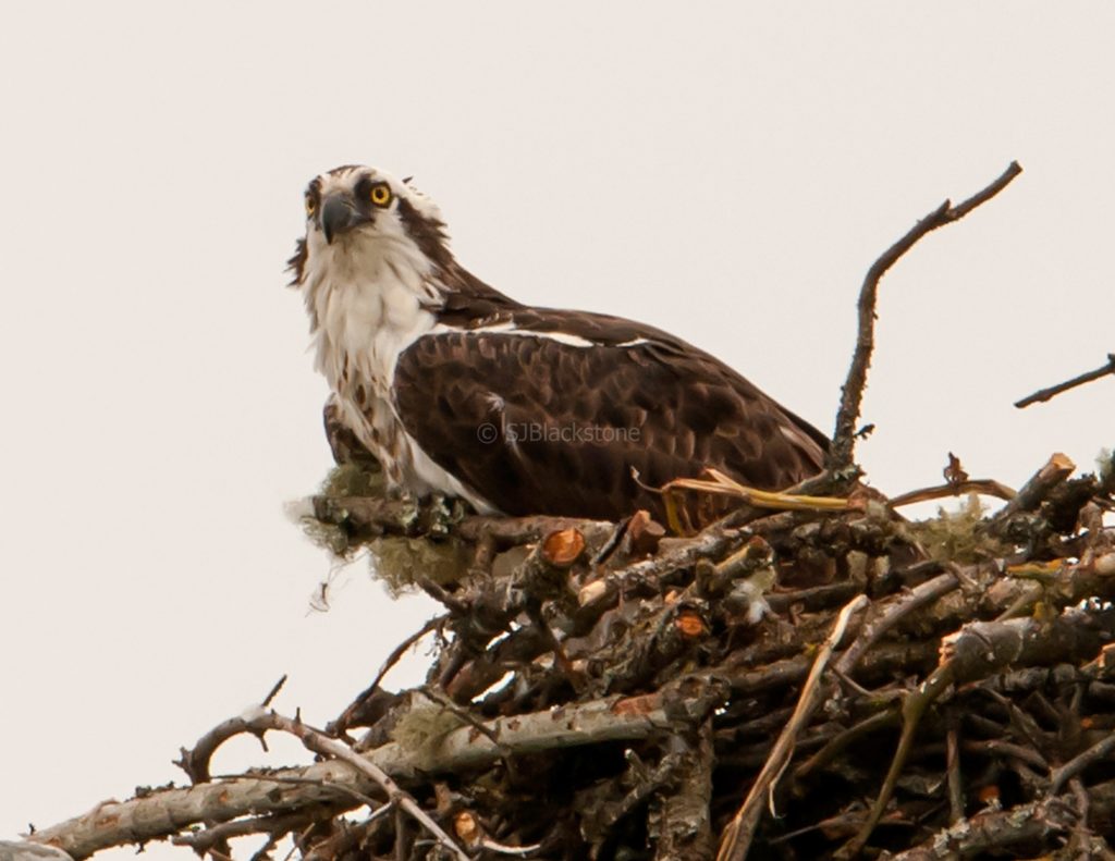 2014 UVic Osprey – Wings and Feathers