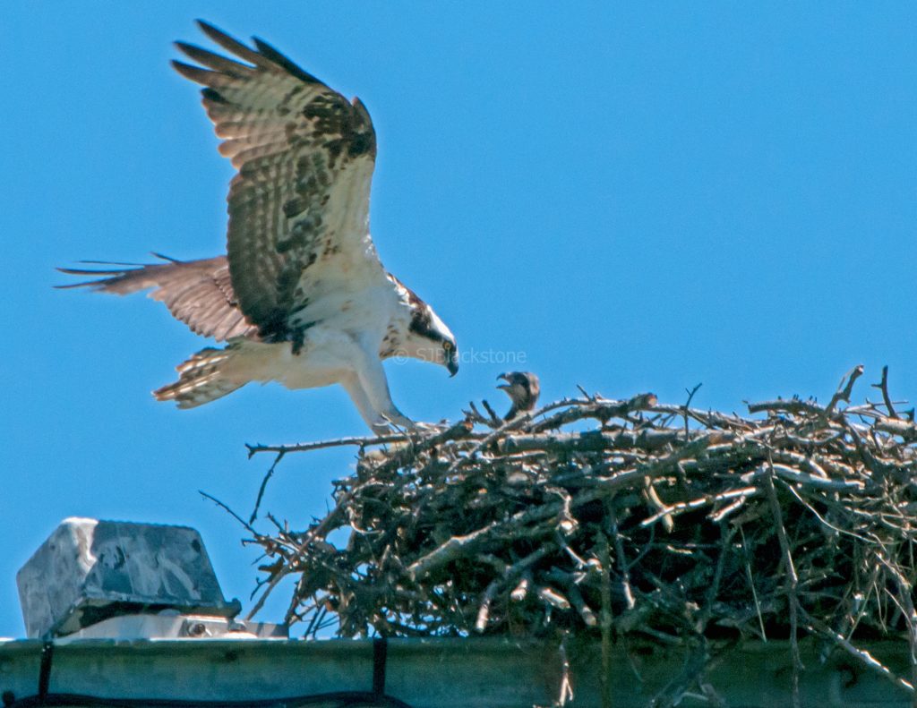 2014 UVic Osprey – Wings and Feathers