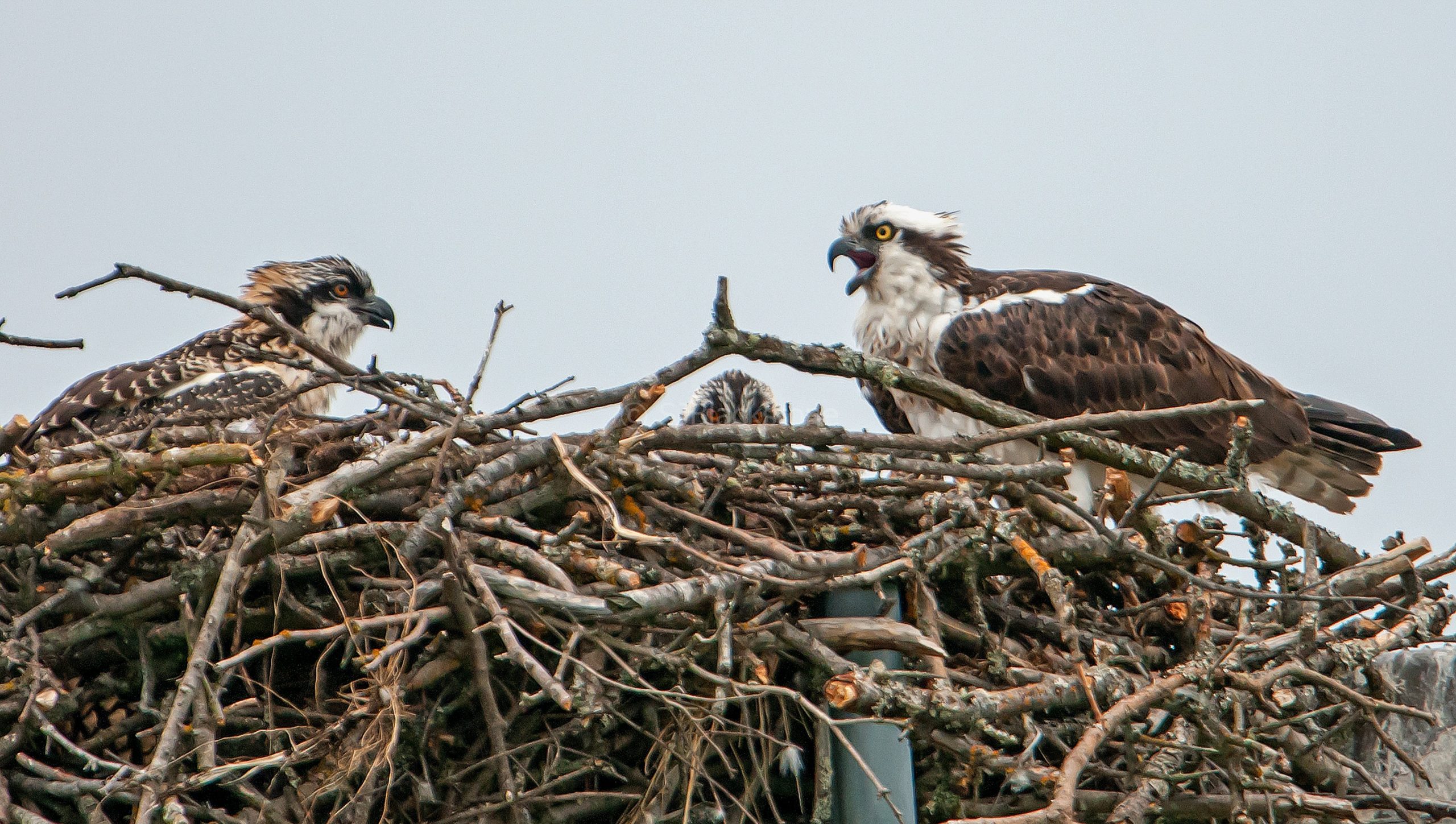 Female osprey with two chicks – Wings and Feathers