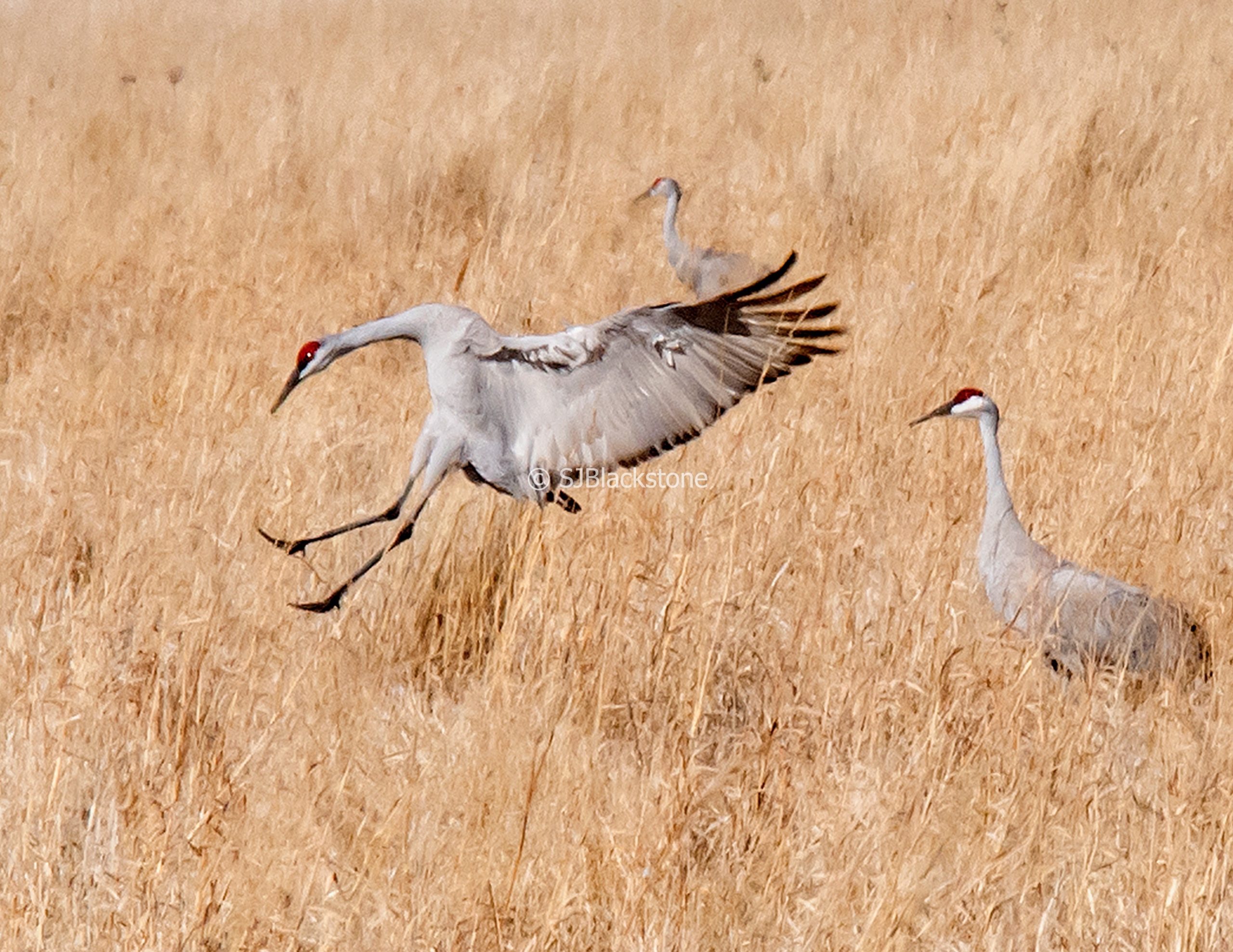Sandhill Crane – Wings and Feathers