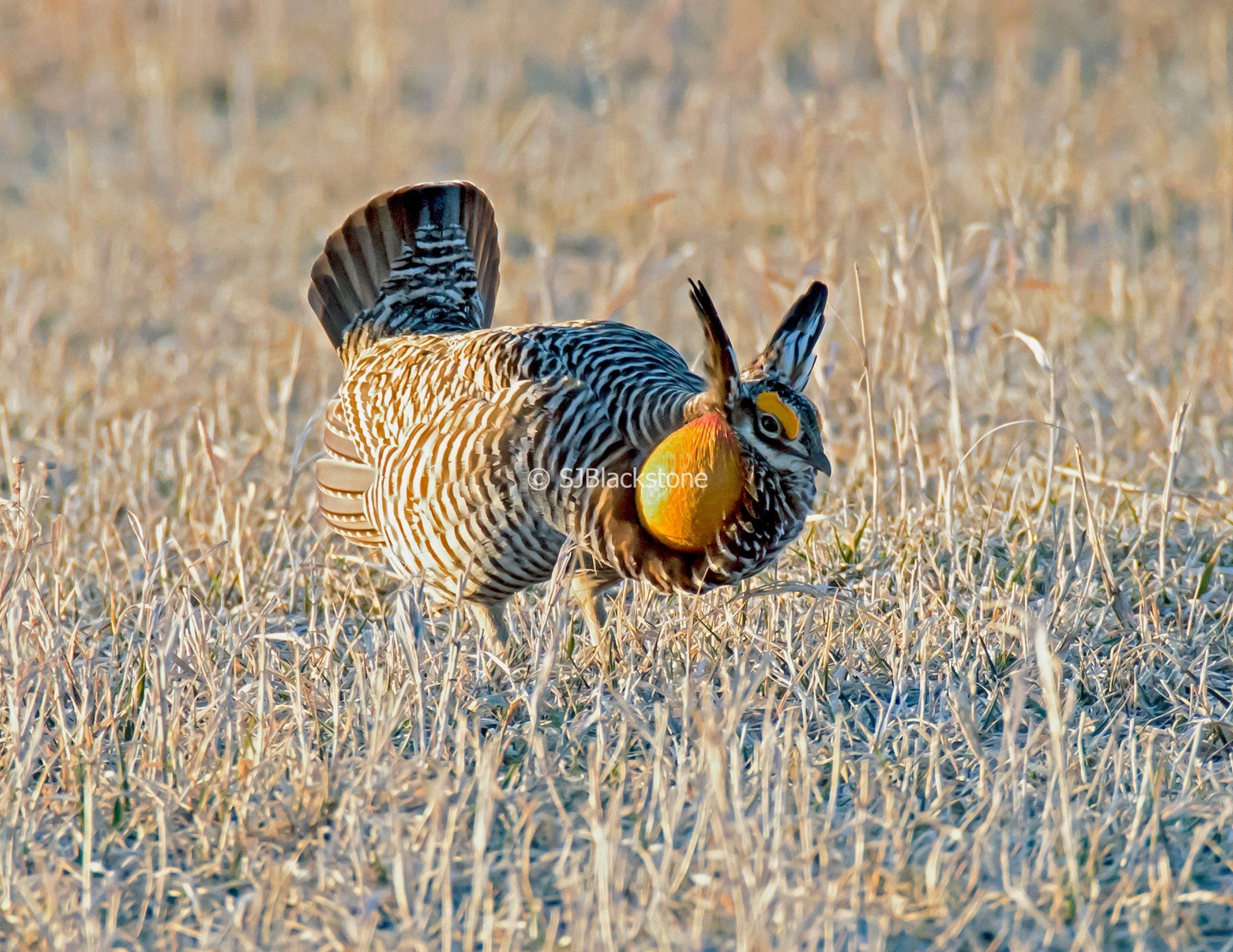 Prairie Chicken Drumming2 – Wings and Feathers