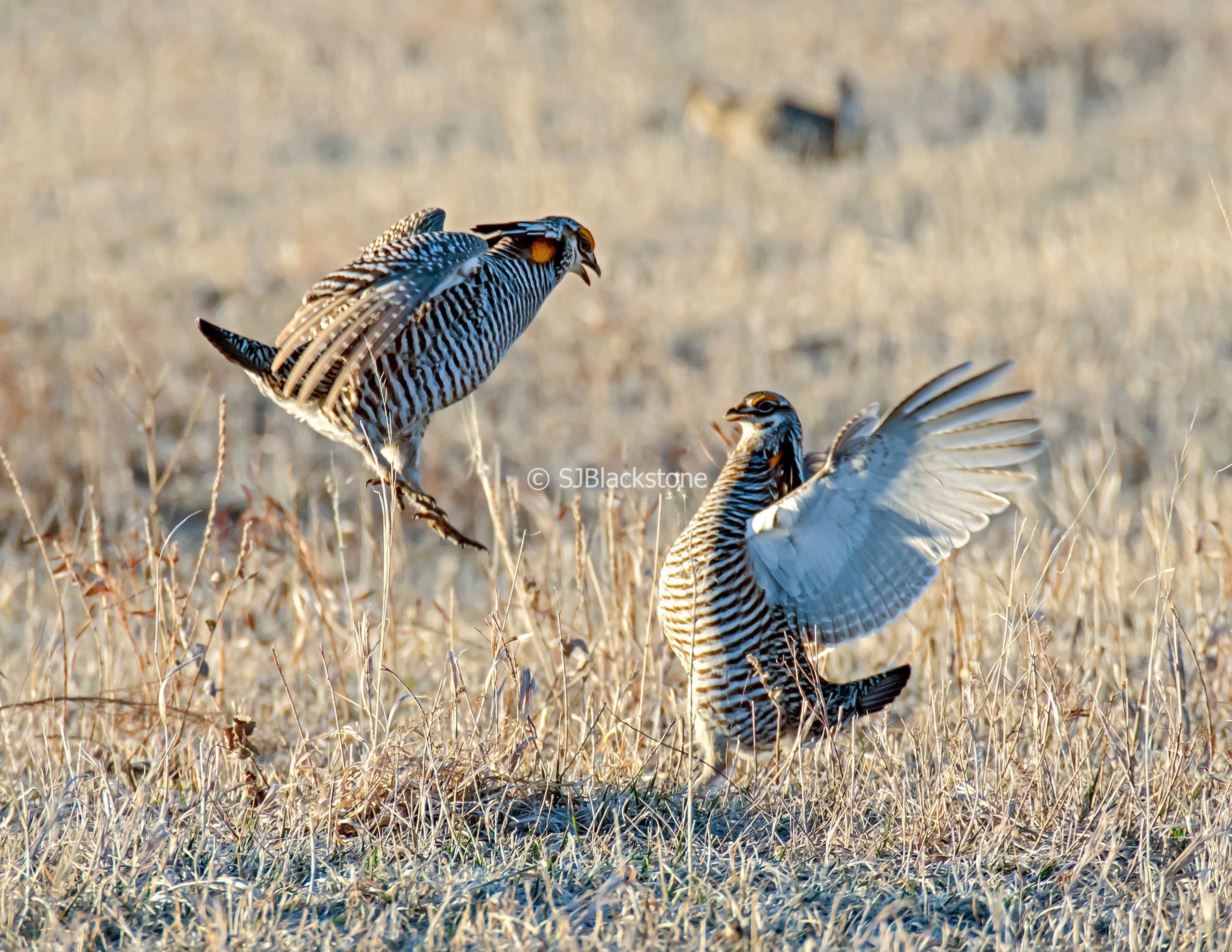 Prairie Chickens – Wings and Feathers
