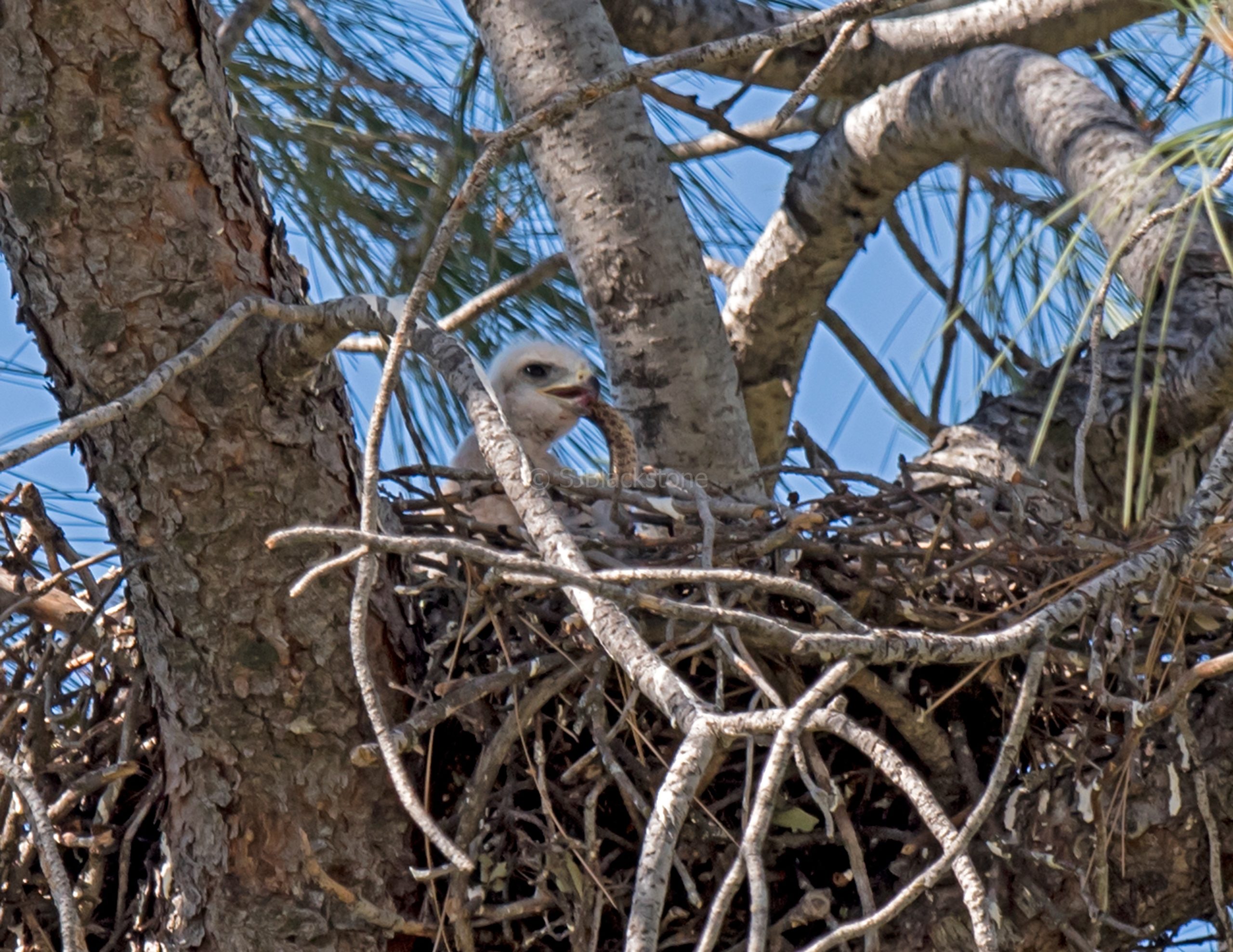 Red-Tailed Hawk Chick eating snake – Wings and Feathers