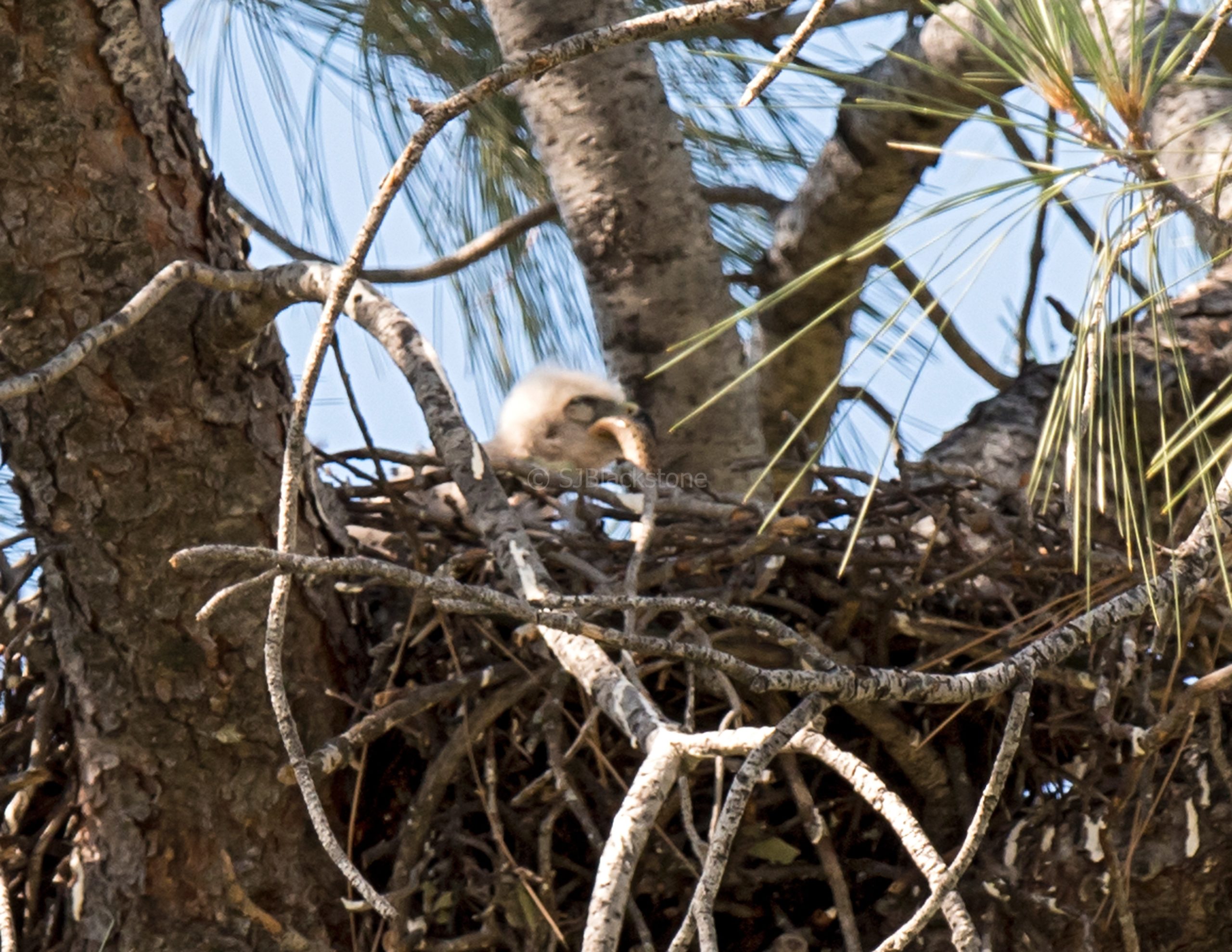 Red-Tailed Hawk Chick eating snake – Wings and Feathers