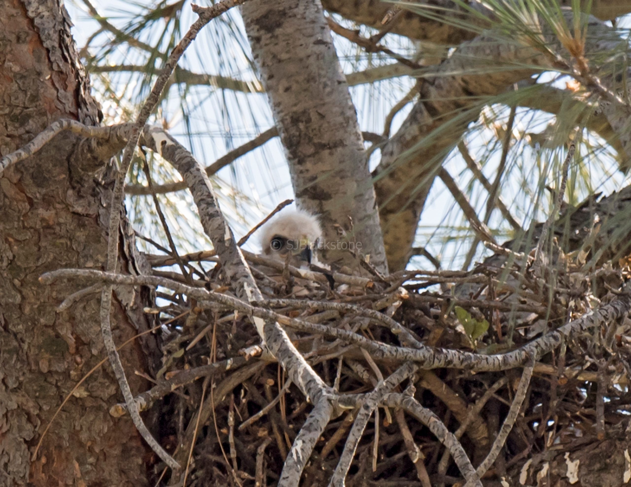 Red-Tailed Hawk Chick – Wings and Feathers