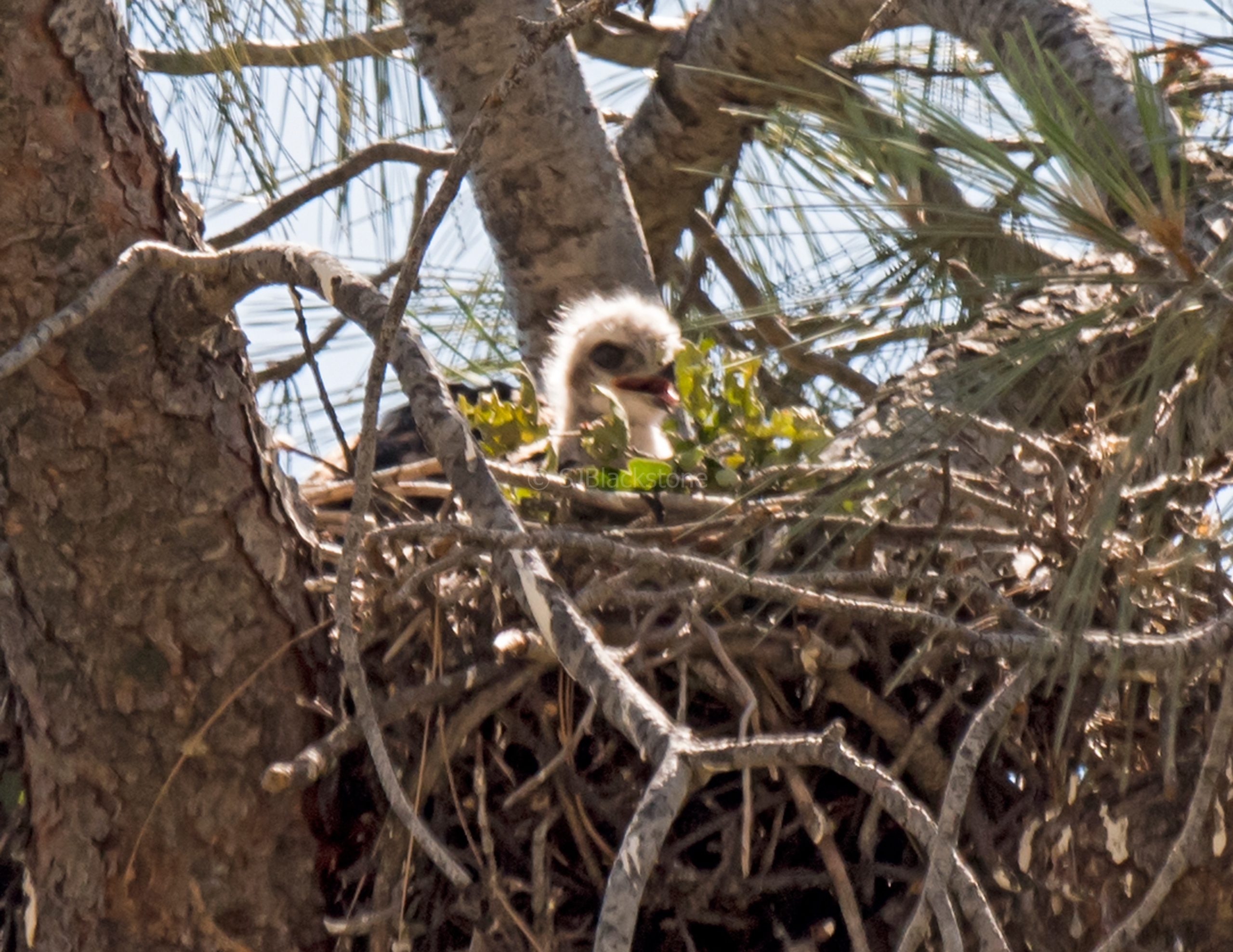 Red-Tailed Hawk Chick – Wings and Feathers