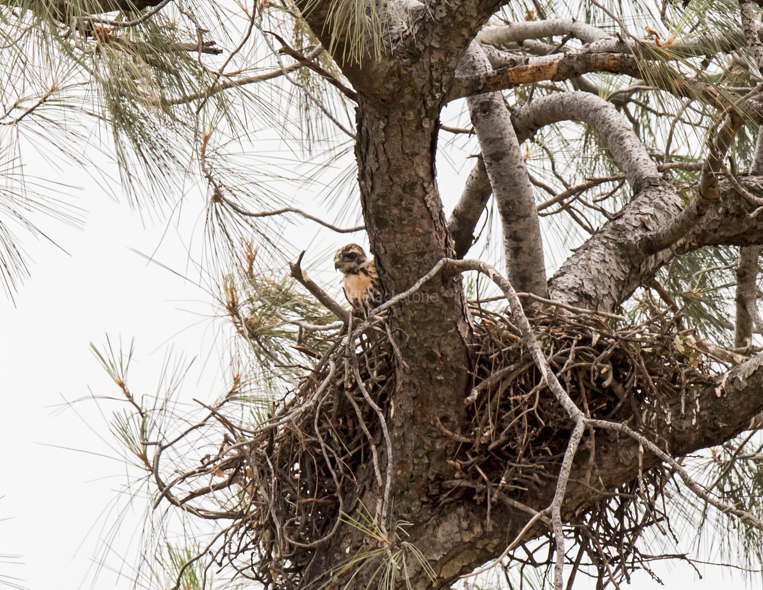Red-Tailed Hawk Chick – Wings and Feathers