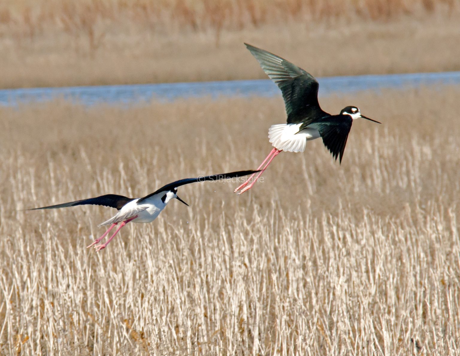 Black-Necked Stilts in Flight – Wings and Feathers