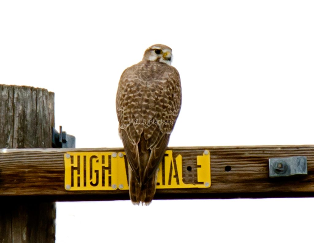 Prairie Falcon – Wings and Feathers