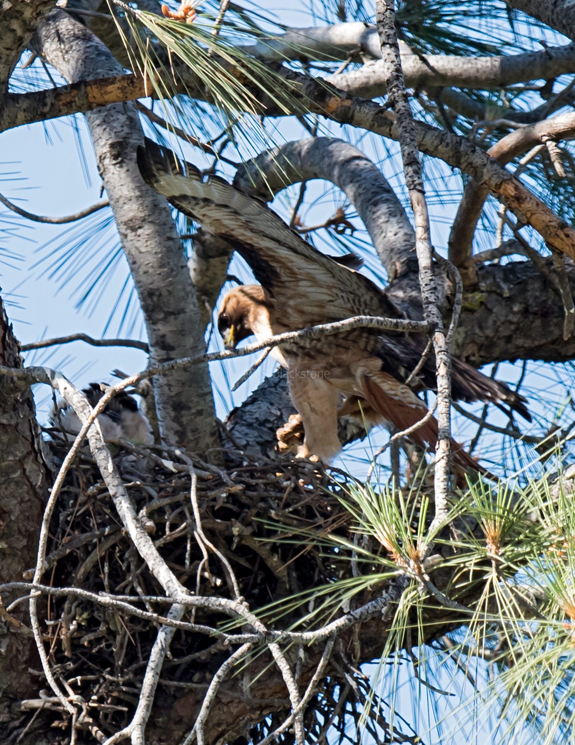 Red-Tailed Hawk adult and chick with snake – Wings and Feathers