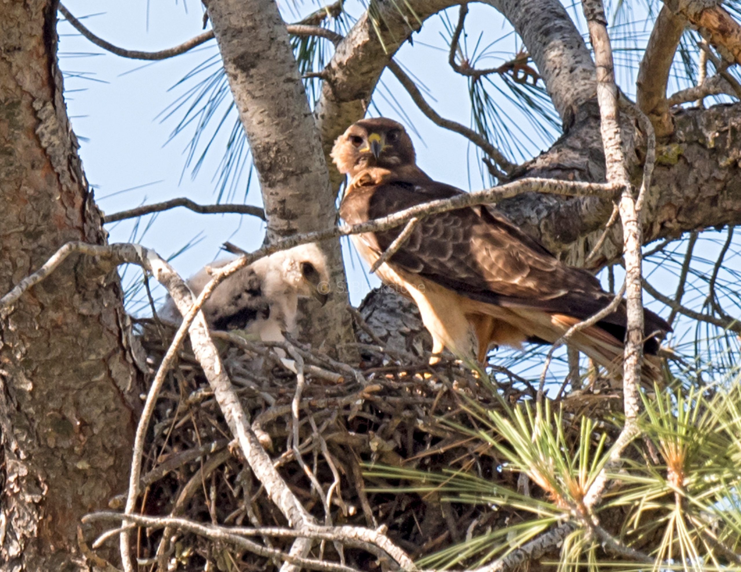 Red-Tailed Hawk adult and chick – Wings and Feathers
